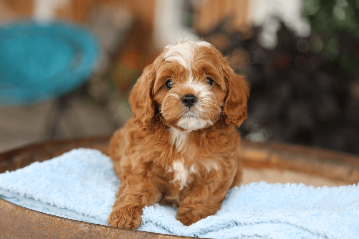 WHAT IS A CAVAPOO? - WildWood Doodles - Pick the Poodle Cross Puppy for You